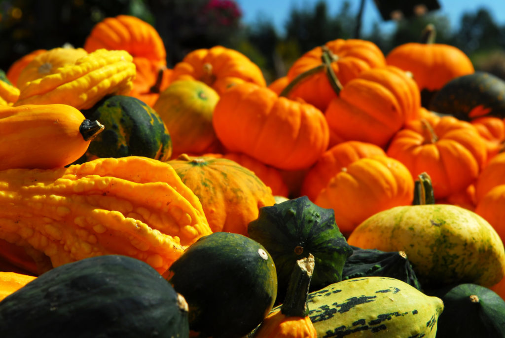GORD-GOURD CONTEST! - Gordon's Window Décor -Home of EcoSmart Shades